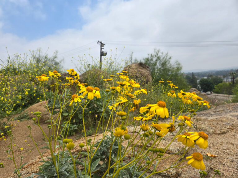 Hiking Mt. Rubidoux: Iconic Views Over Riverside, CA - grecobon